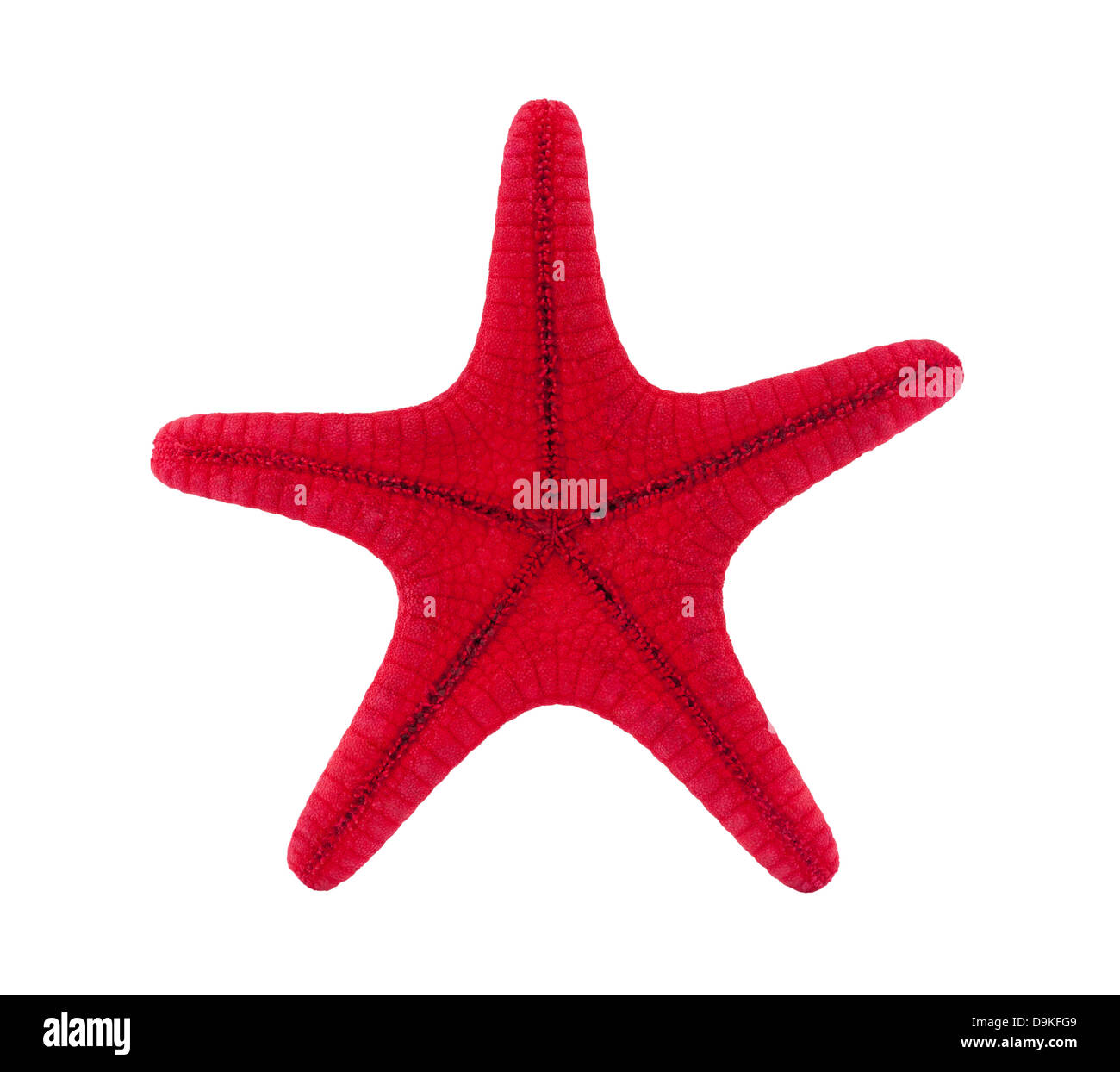 Red starfish with clipping path Stock Photo - Alamy