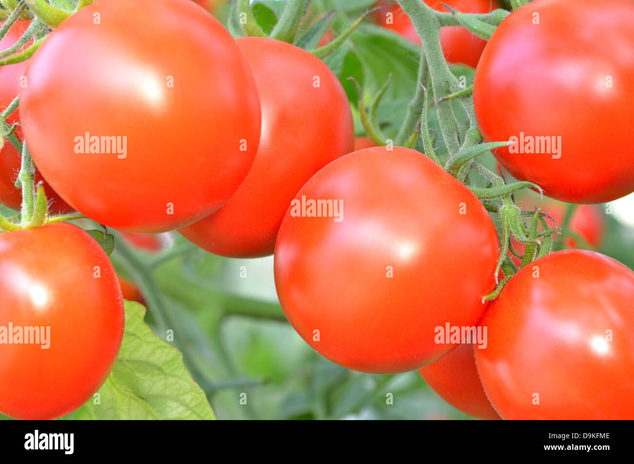 Ready to pick tomato hi-res stock photography and images - Alamy