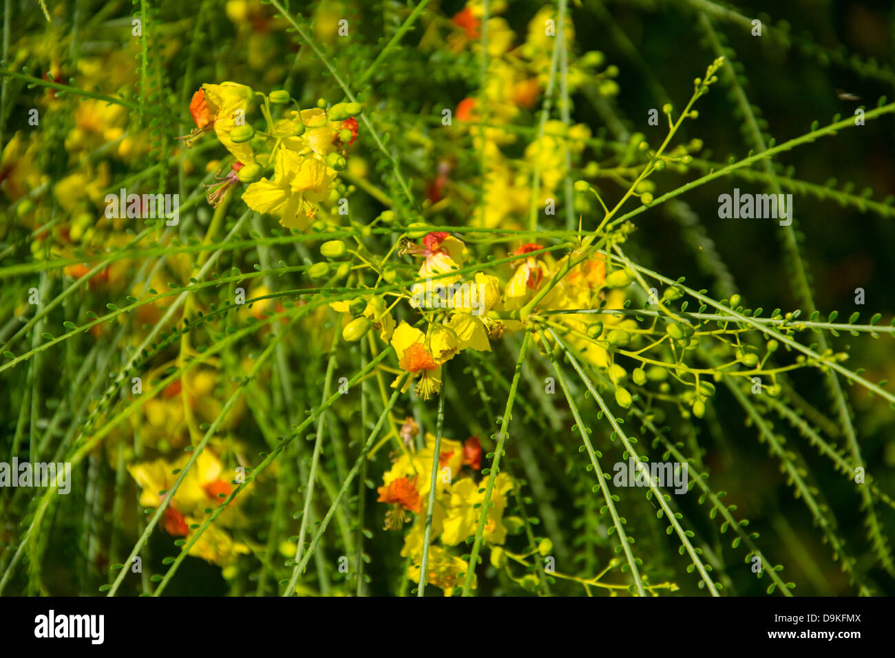 Multi focus flower hi-res stock photography and images - Alamy