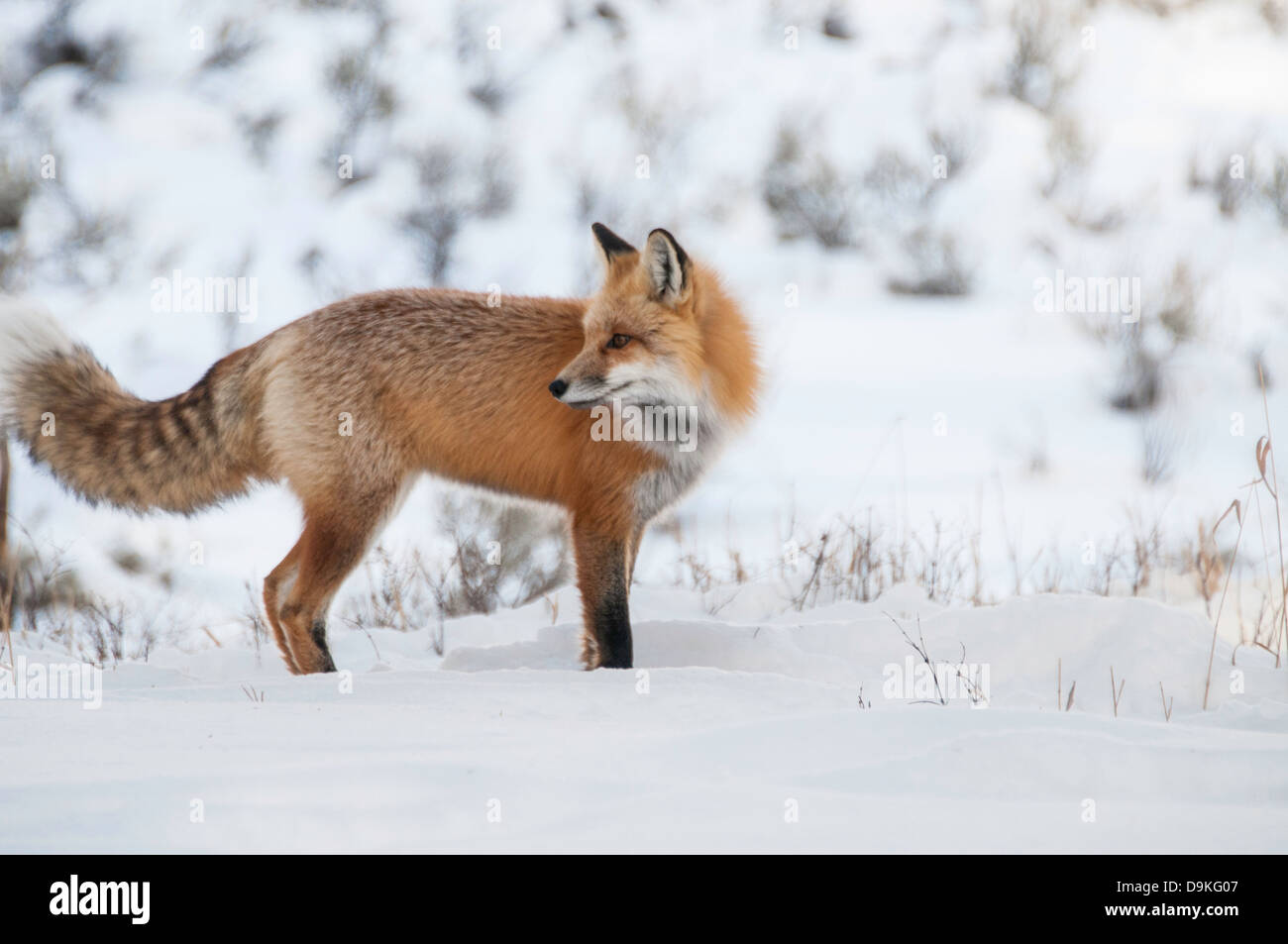 Adult red fox (Vulpes vulpes) hunting by the roadside at Yellowstone ...