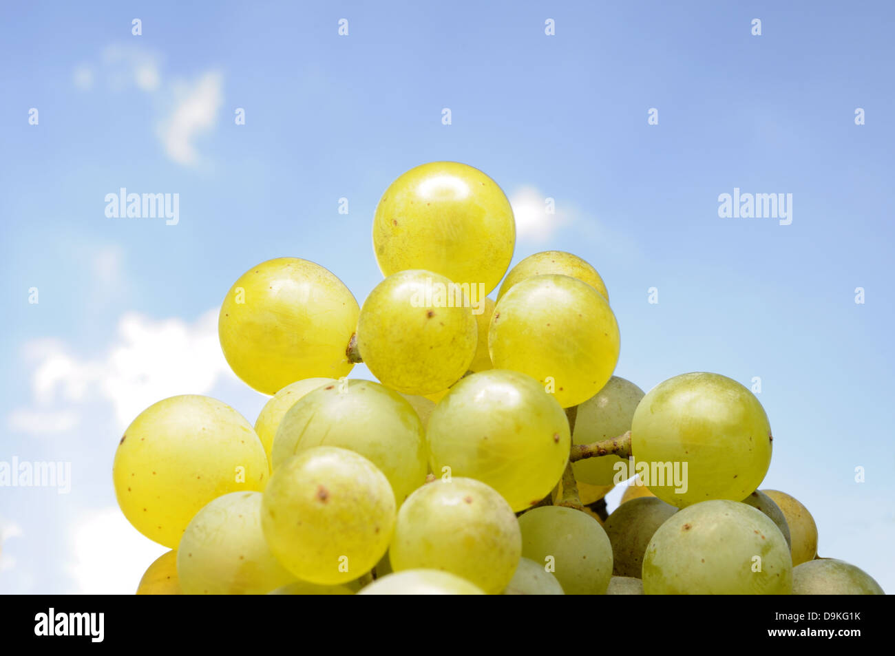 One bunch of grapes Stock Photo - Alamy