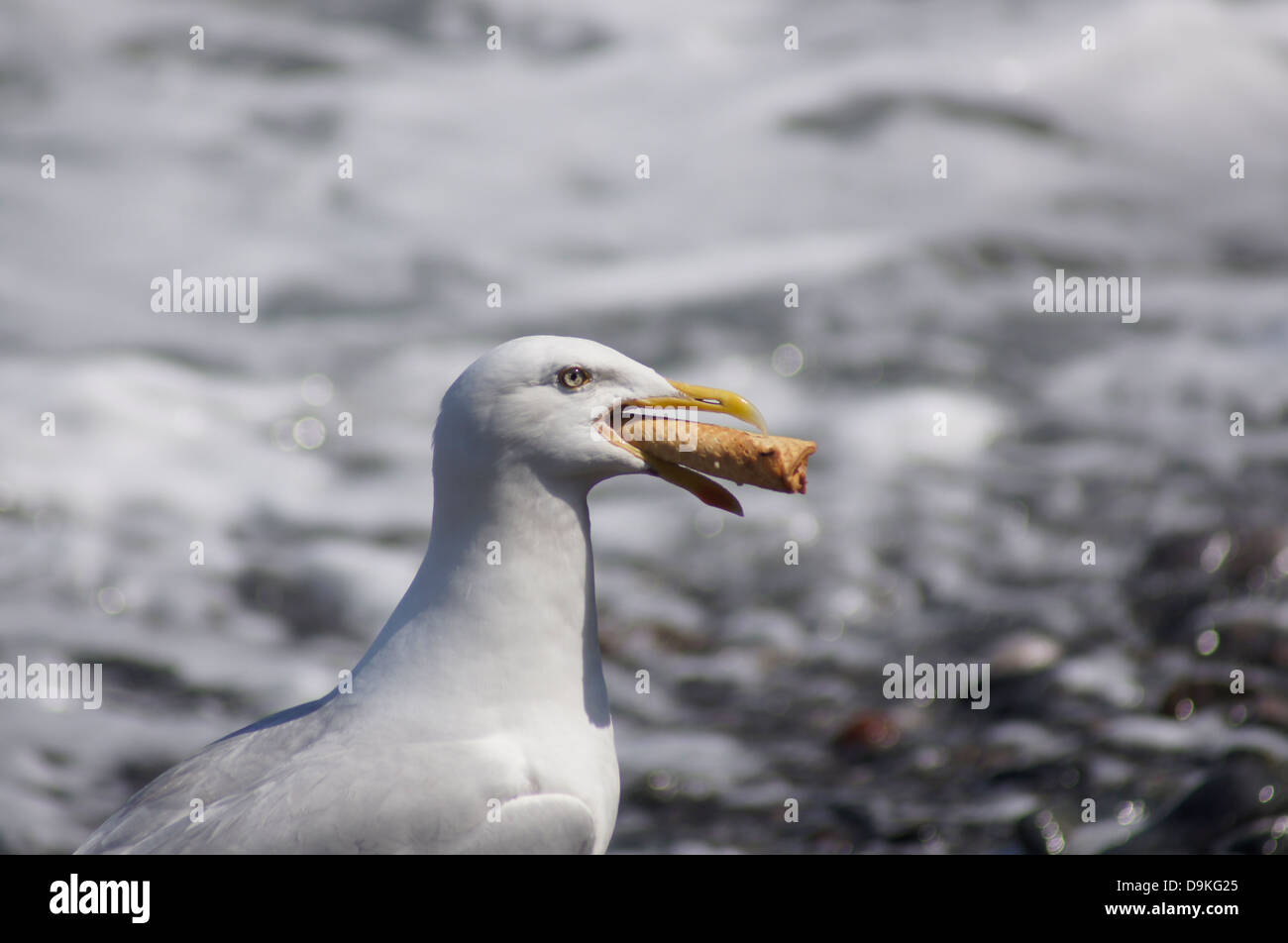Seagull with an ice-cream cone Stock Photo - Alamy