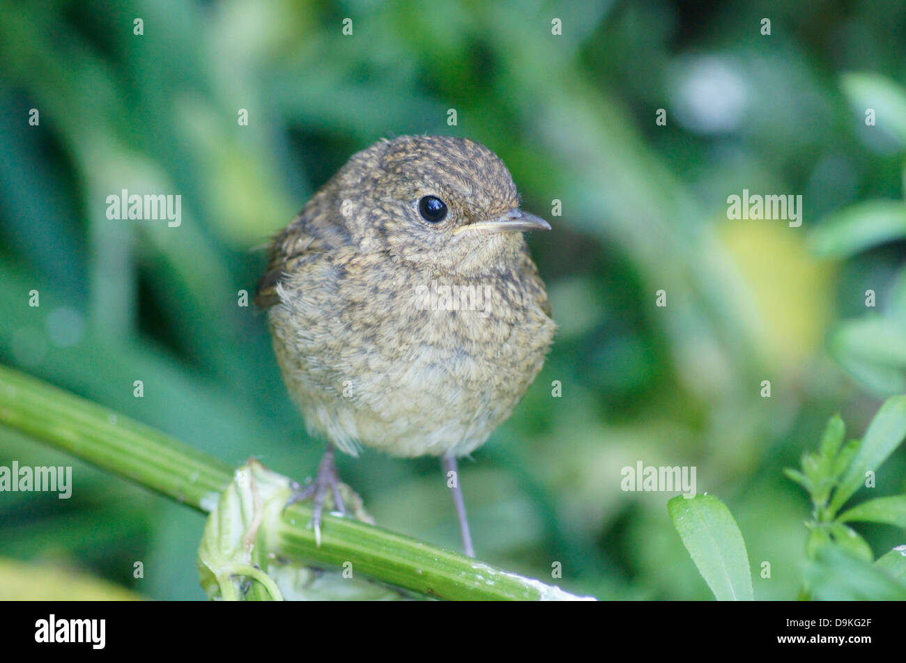 Robin chick hi-res stock photography and images - Alamy