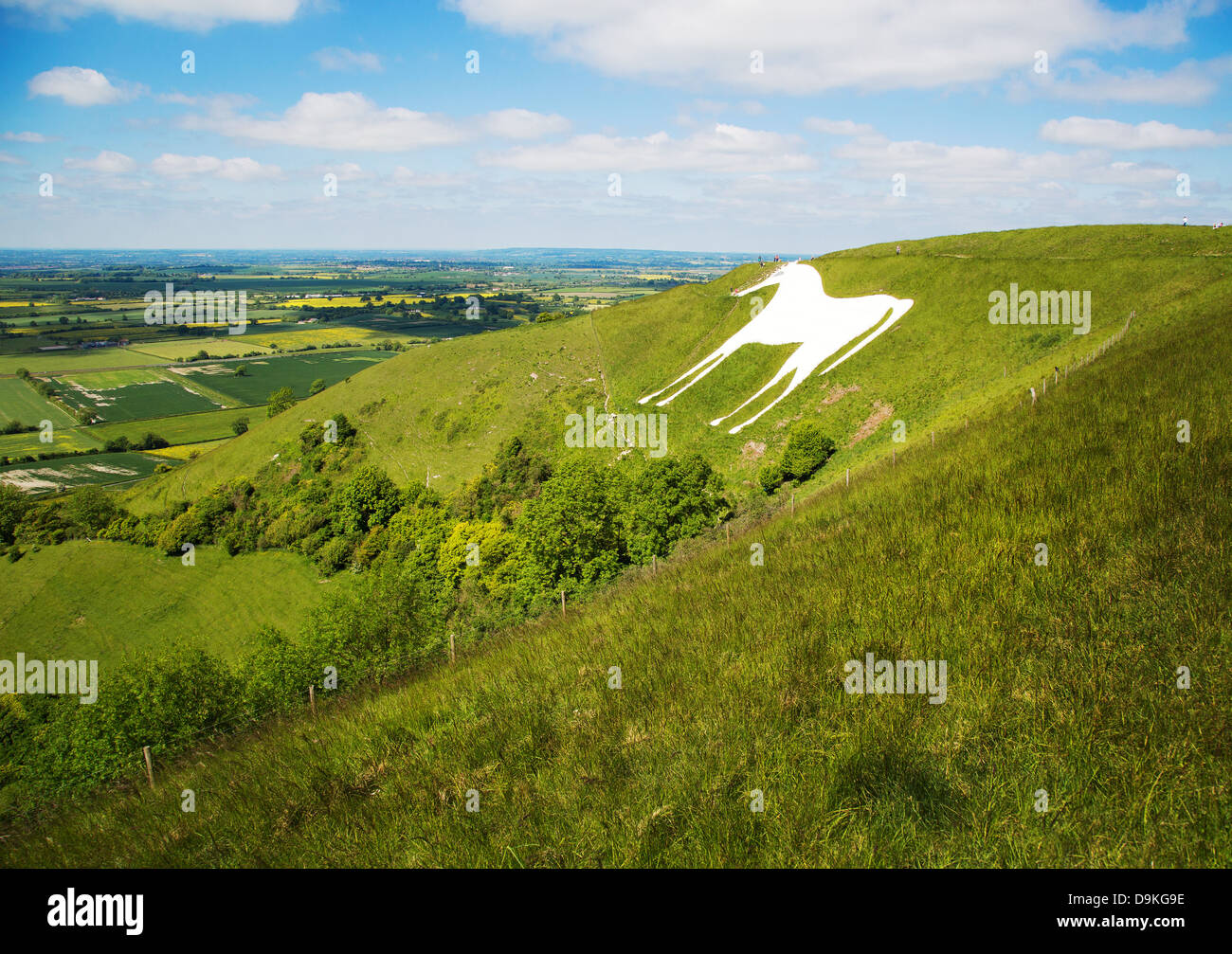 Westbury White Horse and the earthworks of Bratton Camp on the ...