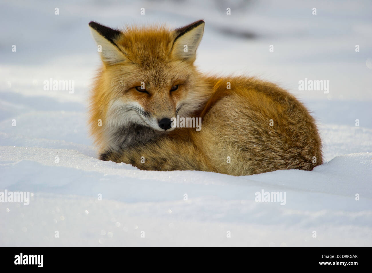 Yellowstone nationalpark hi-res stock photography and images - Alamy