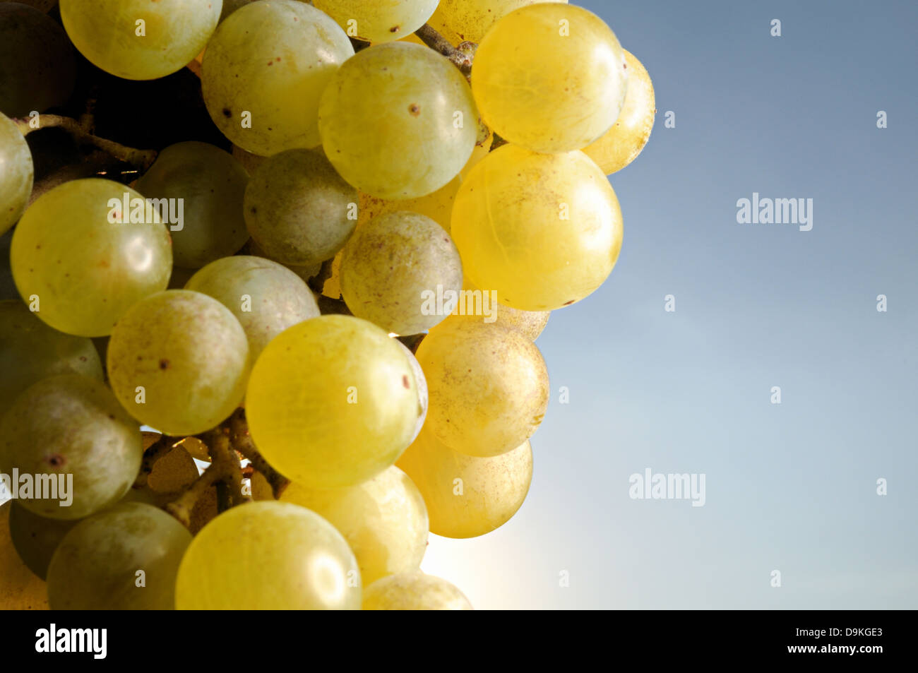 One bunch of grapes Stock Photo - Alamy