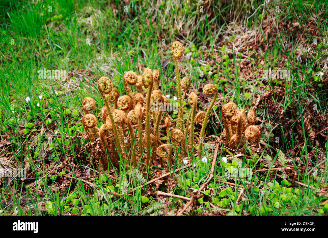 A group of fern uncurling in a wood at Scolty Hill, near Banchory ...