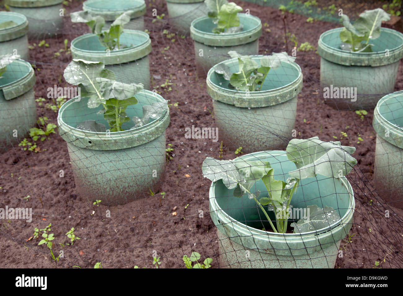 Young cabbage plants hi-res stock photography and images - Alamy