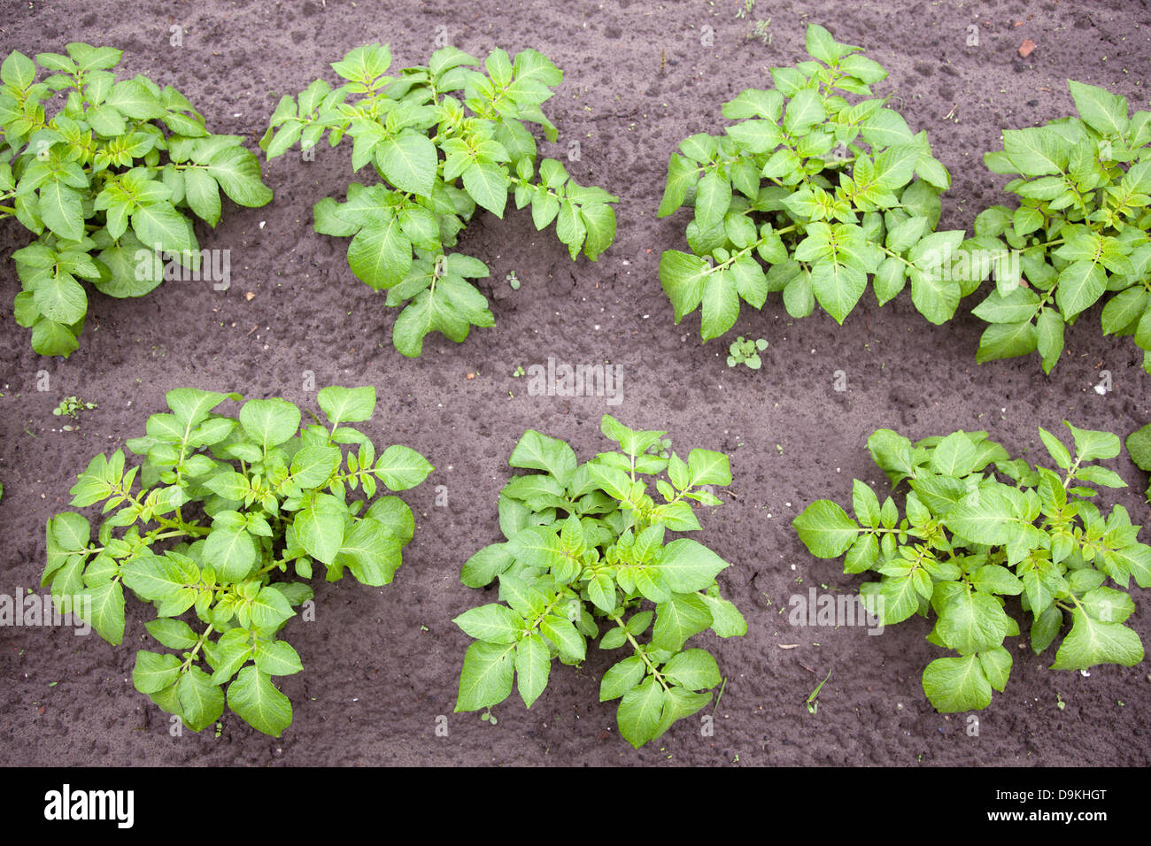 Young potato plants hi-res stock photography and images - Alamy
