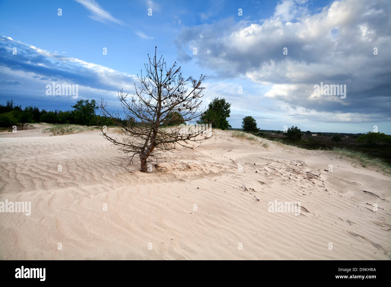dry pine tree on sand dune and cloudscape Stock Photo - Alamy
