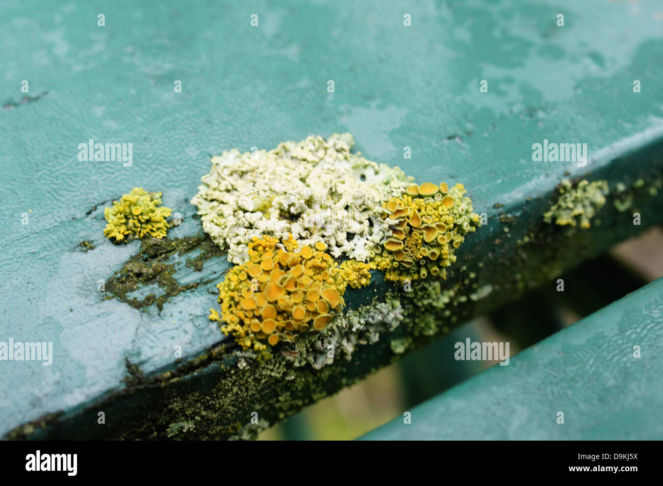 Lichen bench hi-res stock photography and images - Alamy