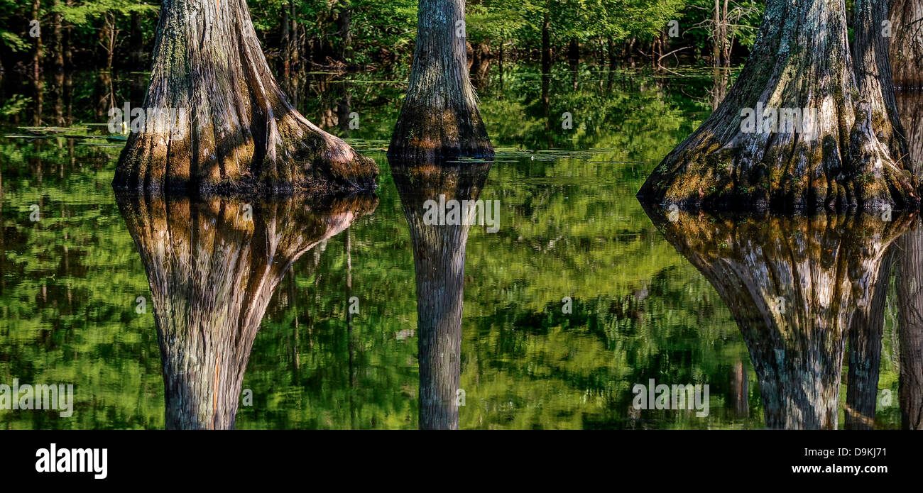 Trunks of bald cypress tree hi-res stock photography and images - Alamy