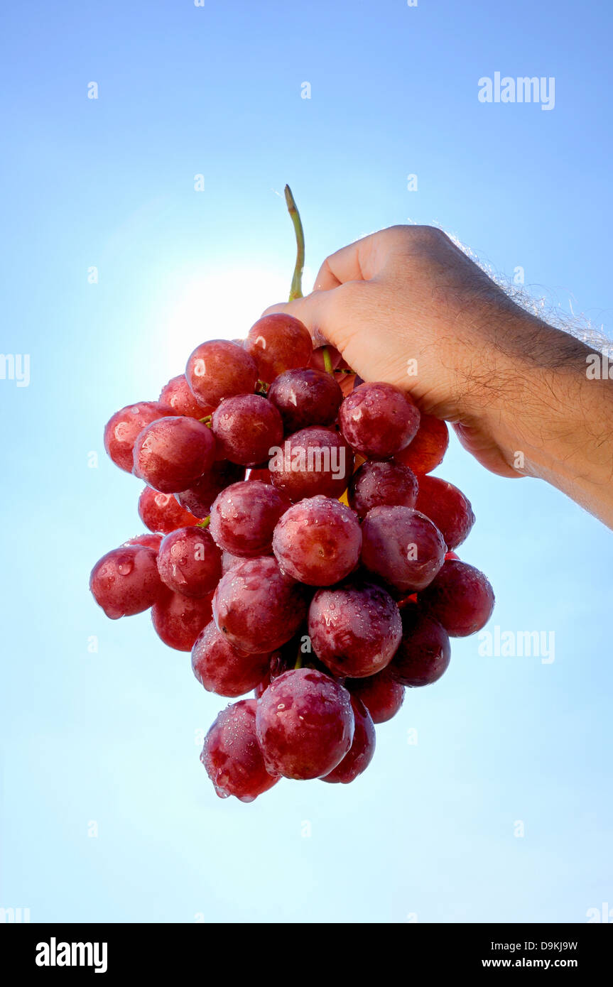 Grap leaf hi-res stock photography and images - Alamy