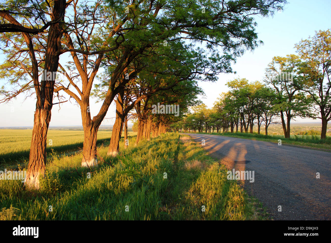 Rural road with trees and field on sunset Stock Photo - Alamy