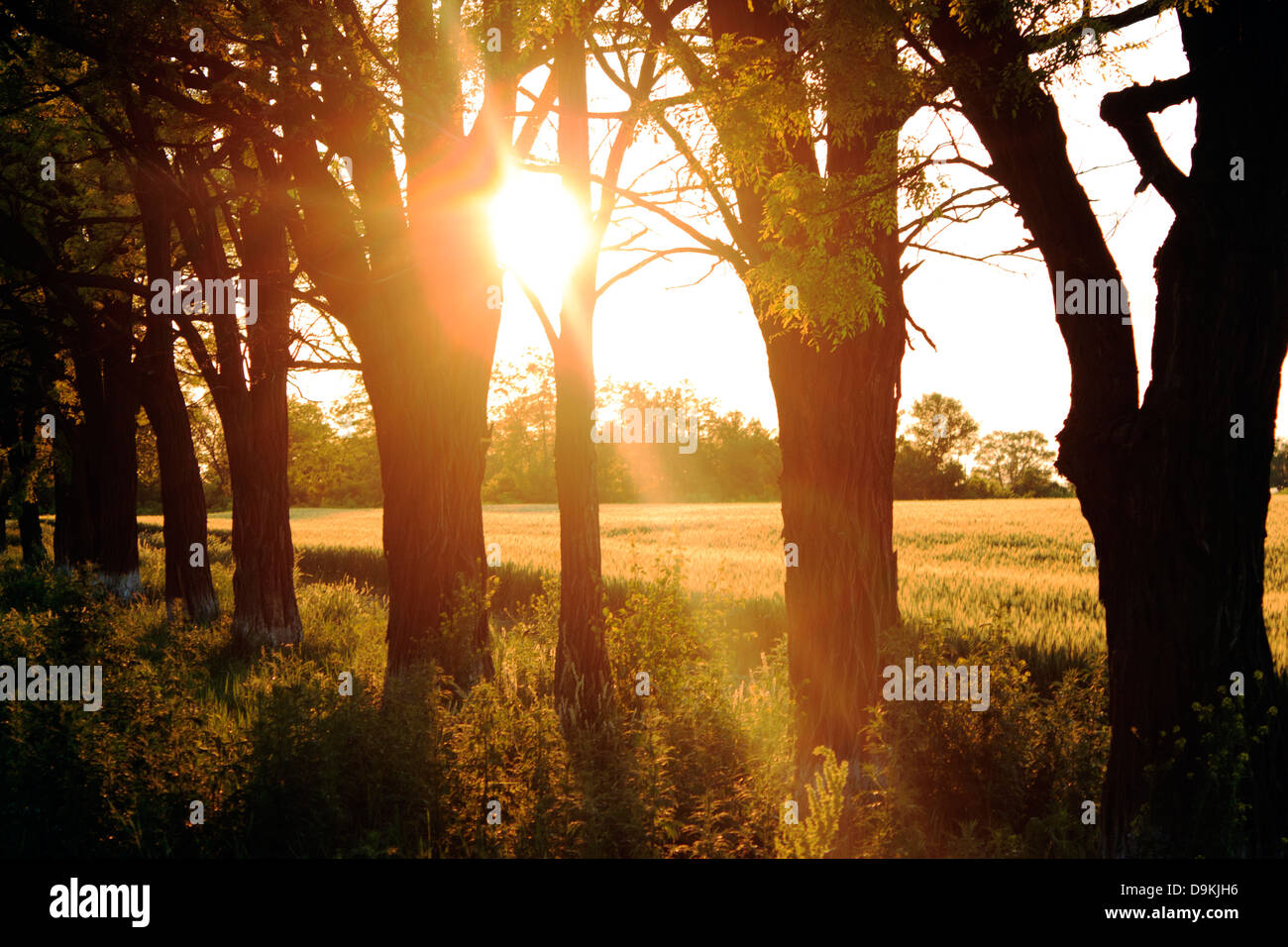 Countryside landscape with trees and field on sunset Stock Photo - Alamy