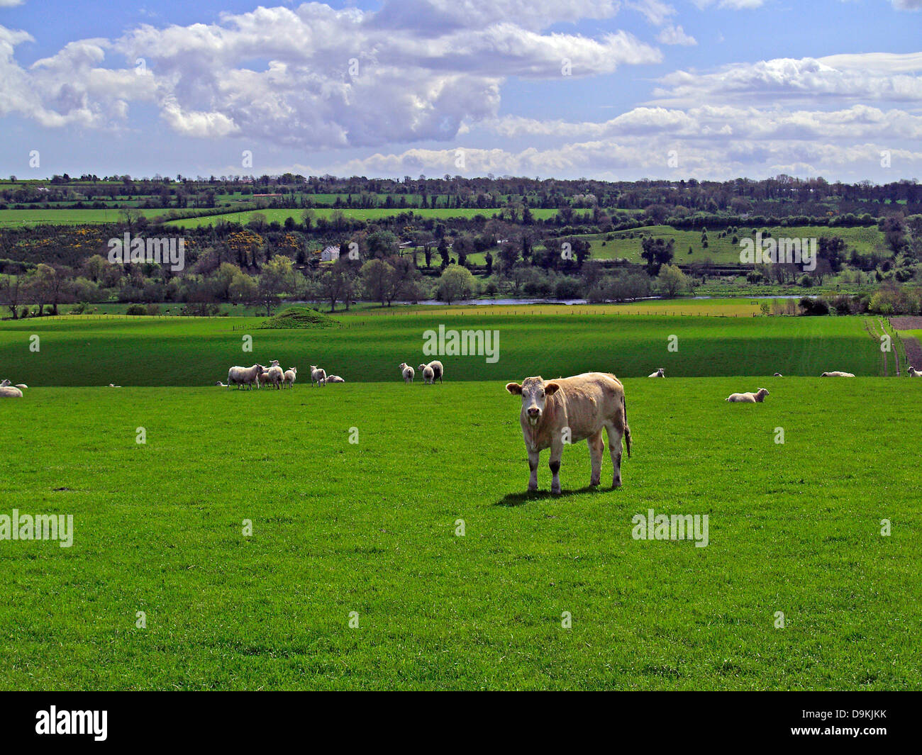 Quizzical cow hi-res stock photography and images - Alamy