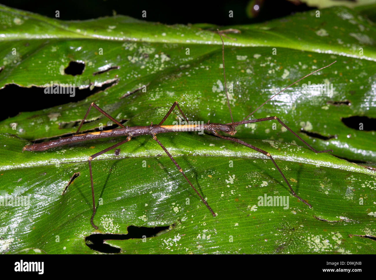 A stick insect on leaf in the rainforest, ecuador Stock Photo - Alamy