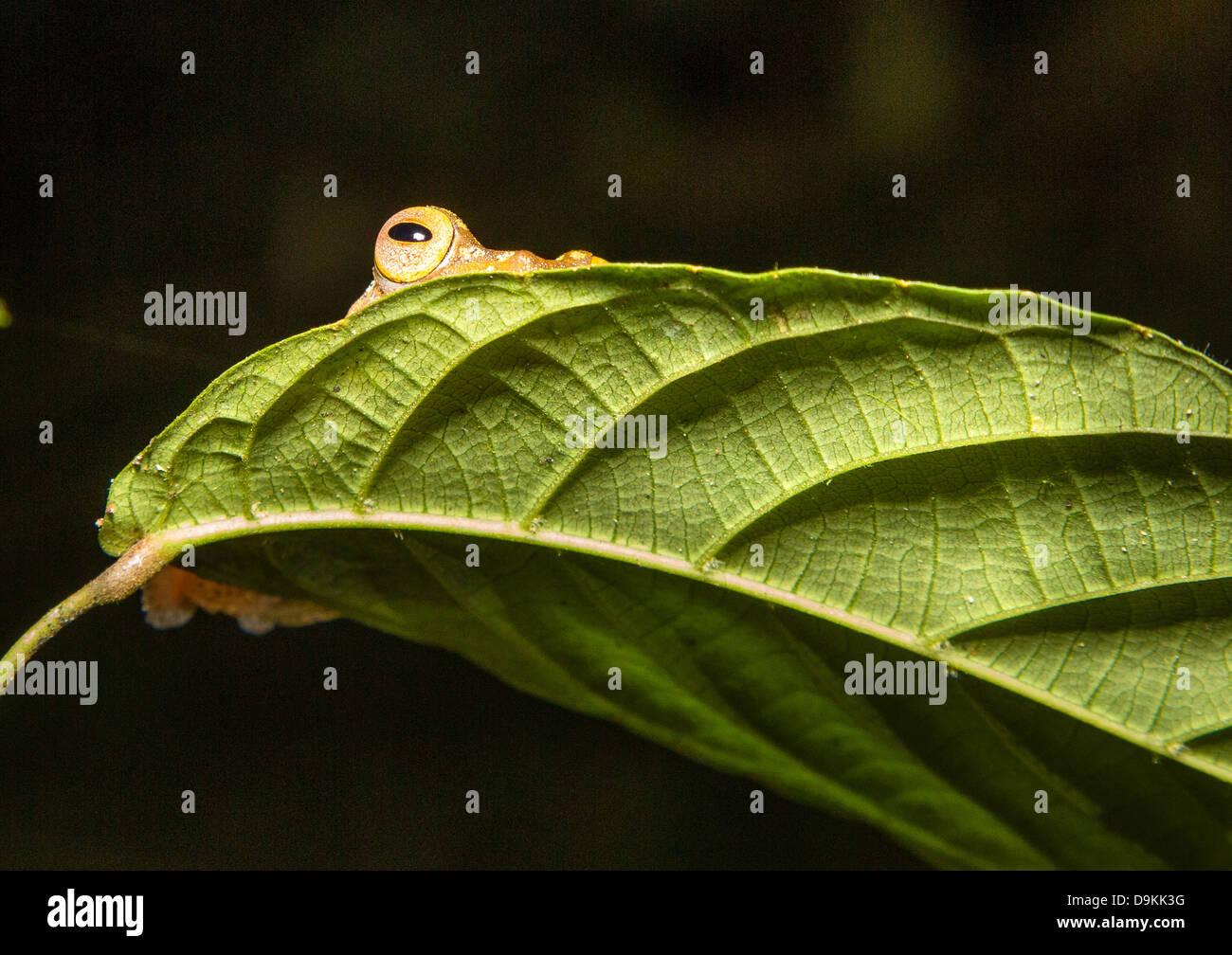 File Eared Tree Frog peeking from behind a leaf in the Danum Valley ...