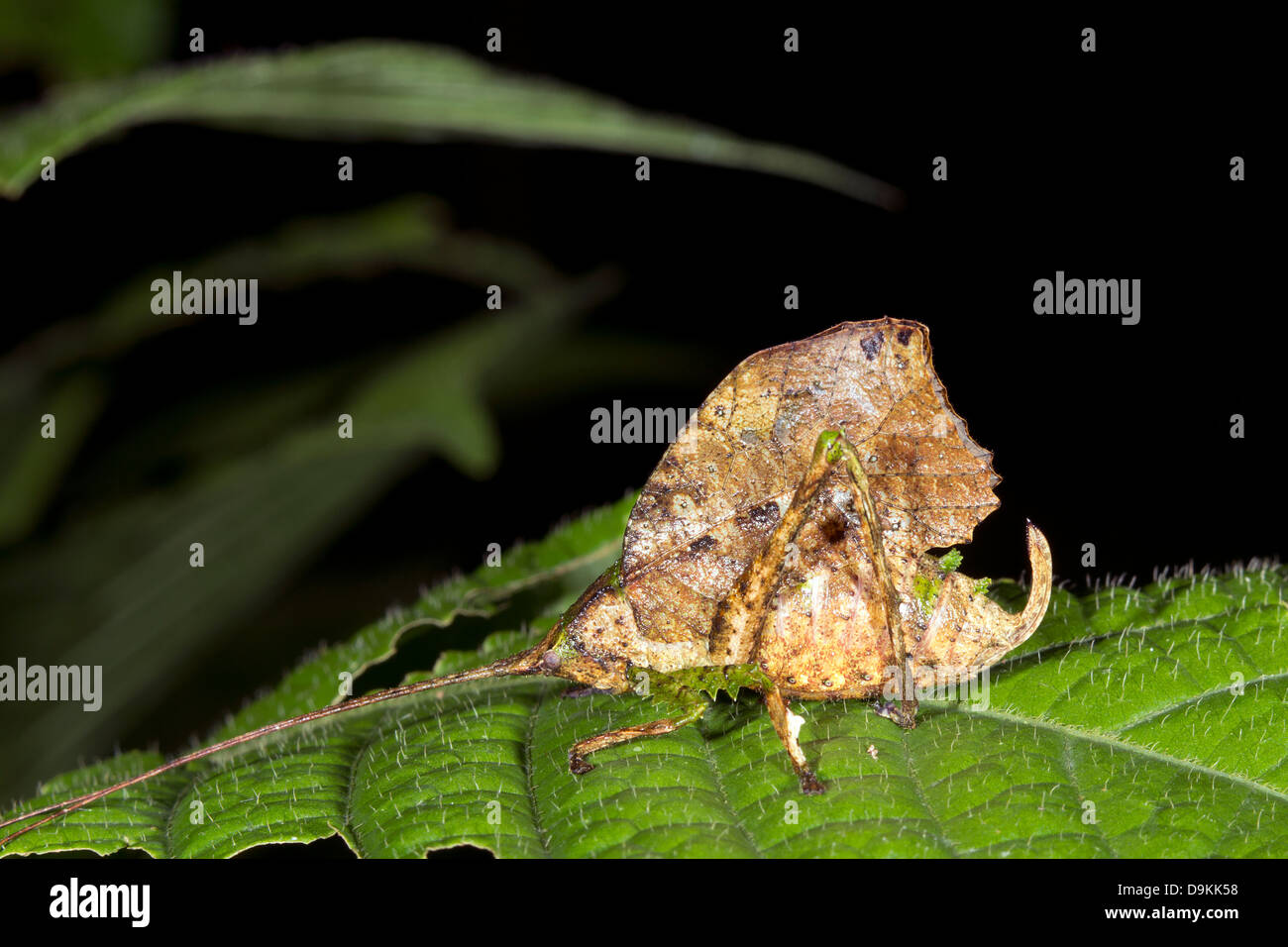 Leaf Mimic Katydid in the rainforest understory, Ecuador Stock Photo ...