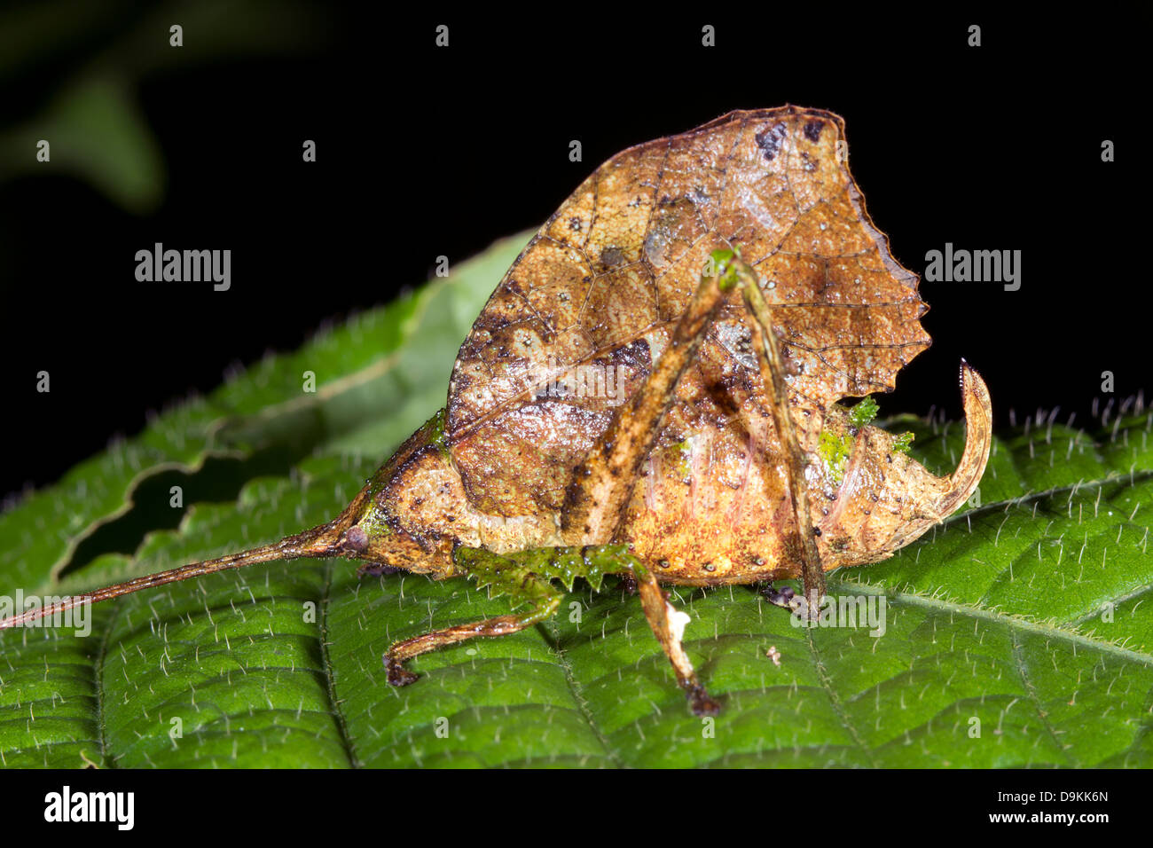 Leaf Mimic Katydid in the rainforest understory, Ecuador Stock Photo ...