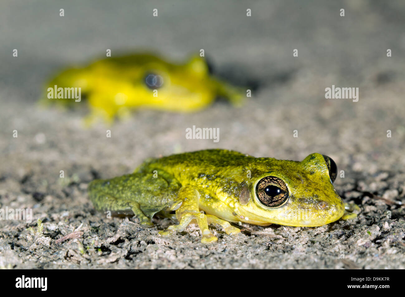 Red-Snouted Treefrog (Scinax ruber) with another individual approaching ...
