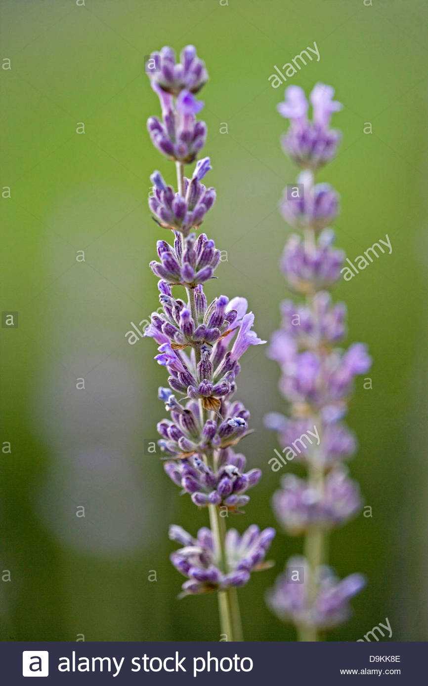 Lavandula X Intermedia Stock Photos & Lavandula X Intermedia Stock ...