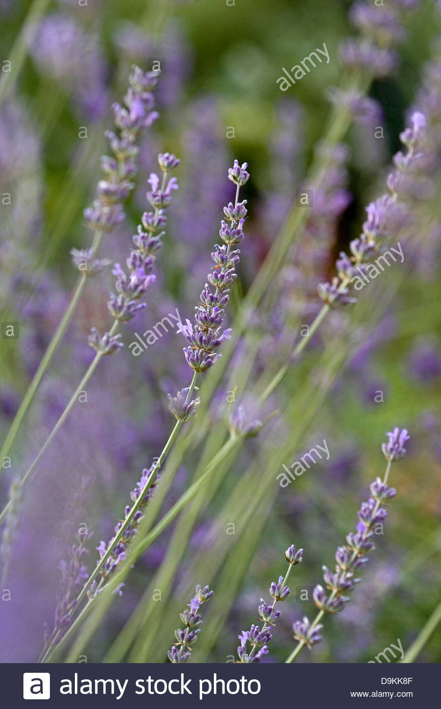 Lavandula X Intermedia Stock Photos & Lavandula X Intermedia Stock ...