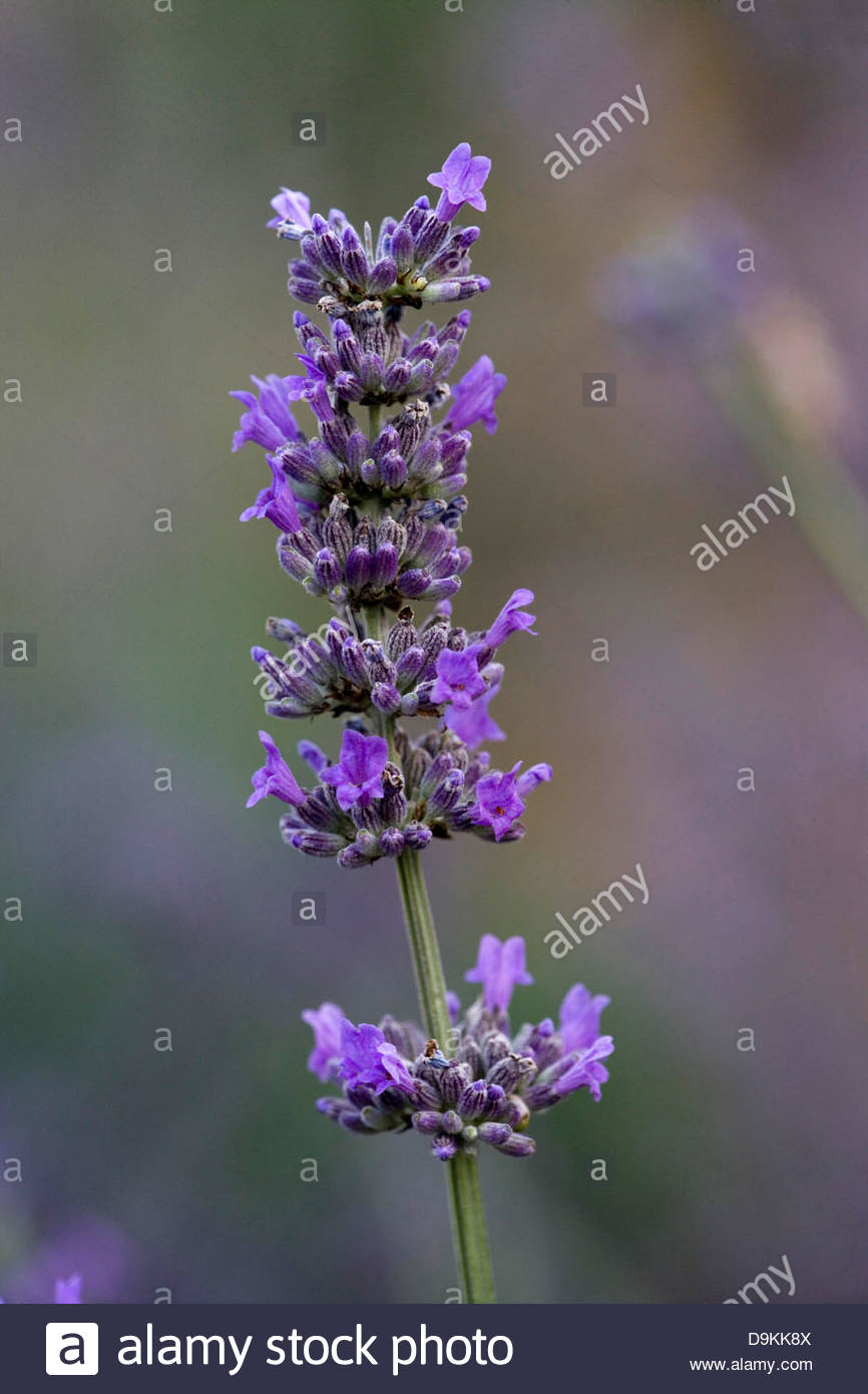 Grey Edge Lavender High Resolution Stock Photography and Images - Alamy