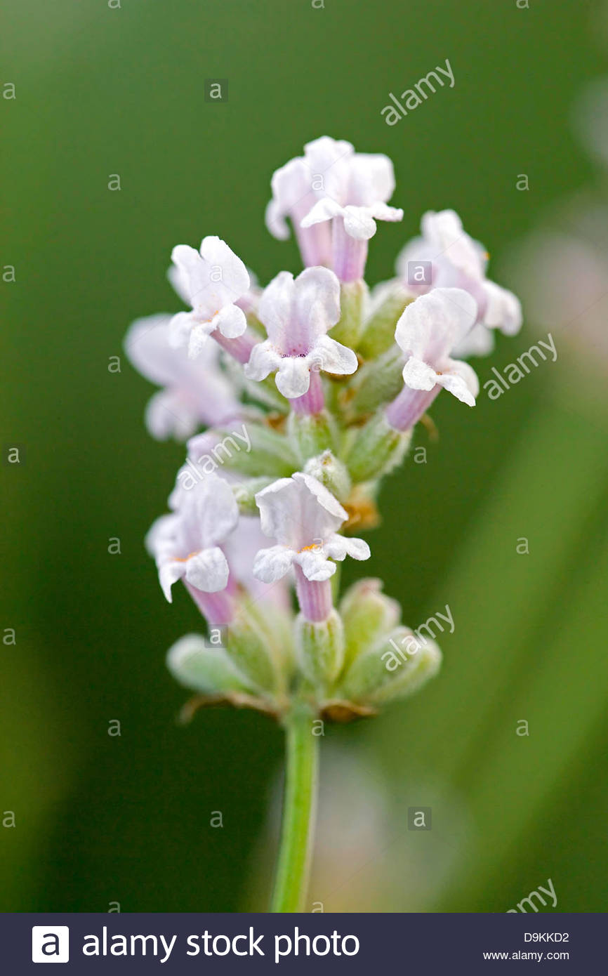 Lavandula Angustifolia Rosea High Resolution Stock Photography and ...