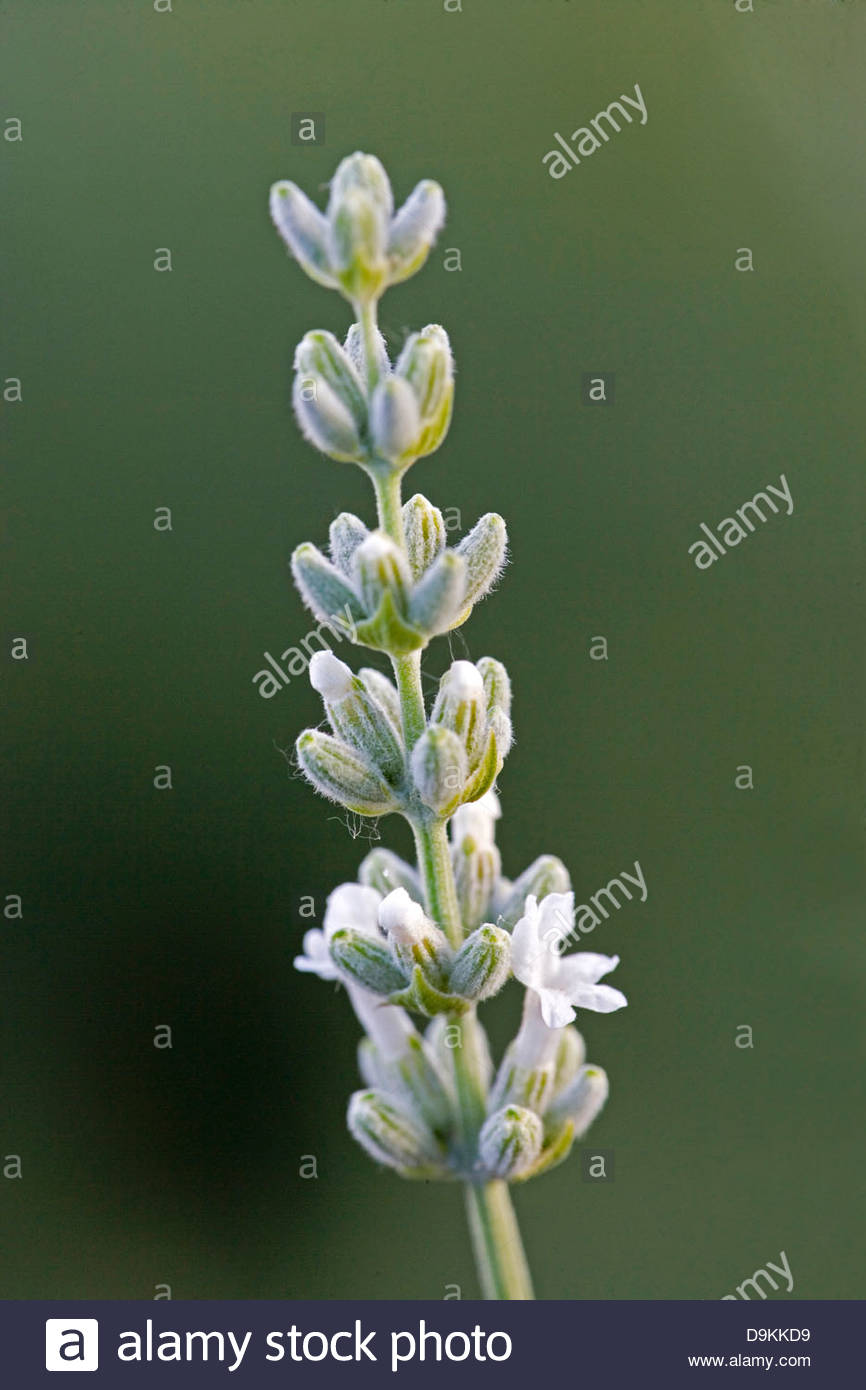 Lavandula X Intermedia Stock Photos & Lavandula X Intermedia Stock ...
