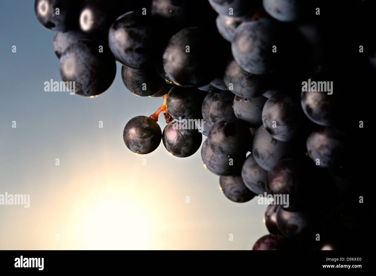 One bunch of grapes Stock Photo - Alamy