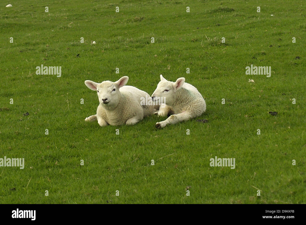 Two little lambs,Northern Ireland Stock Photo - Alamy