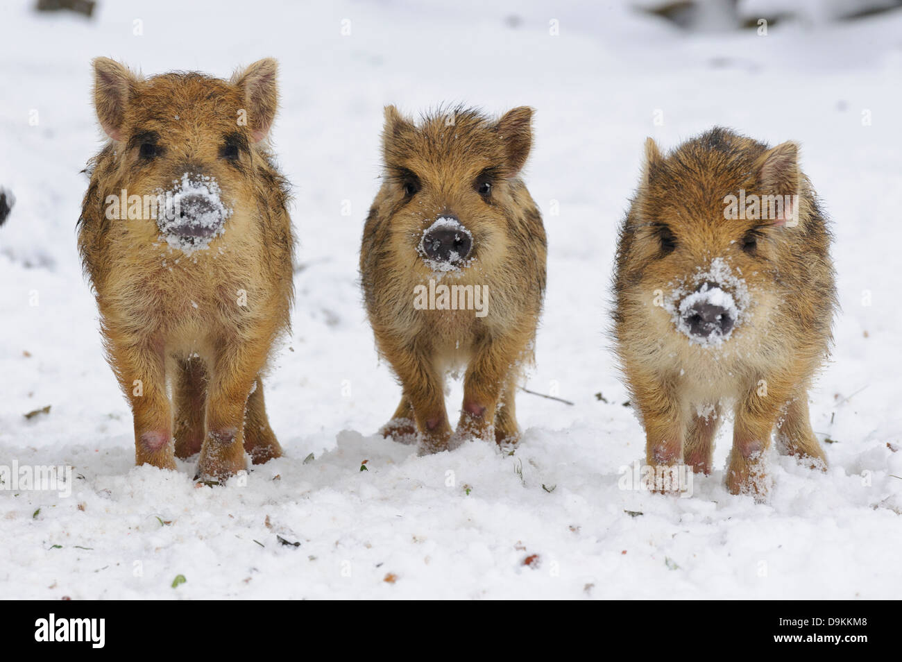 Wild boar, Sus scrofa, Wildschwein, Piglet, Piglets, Frischling ...