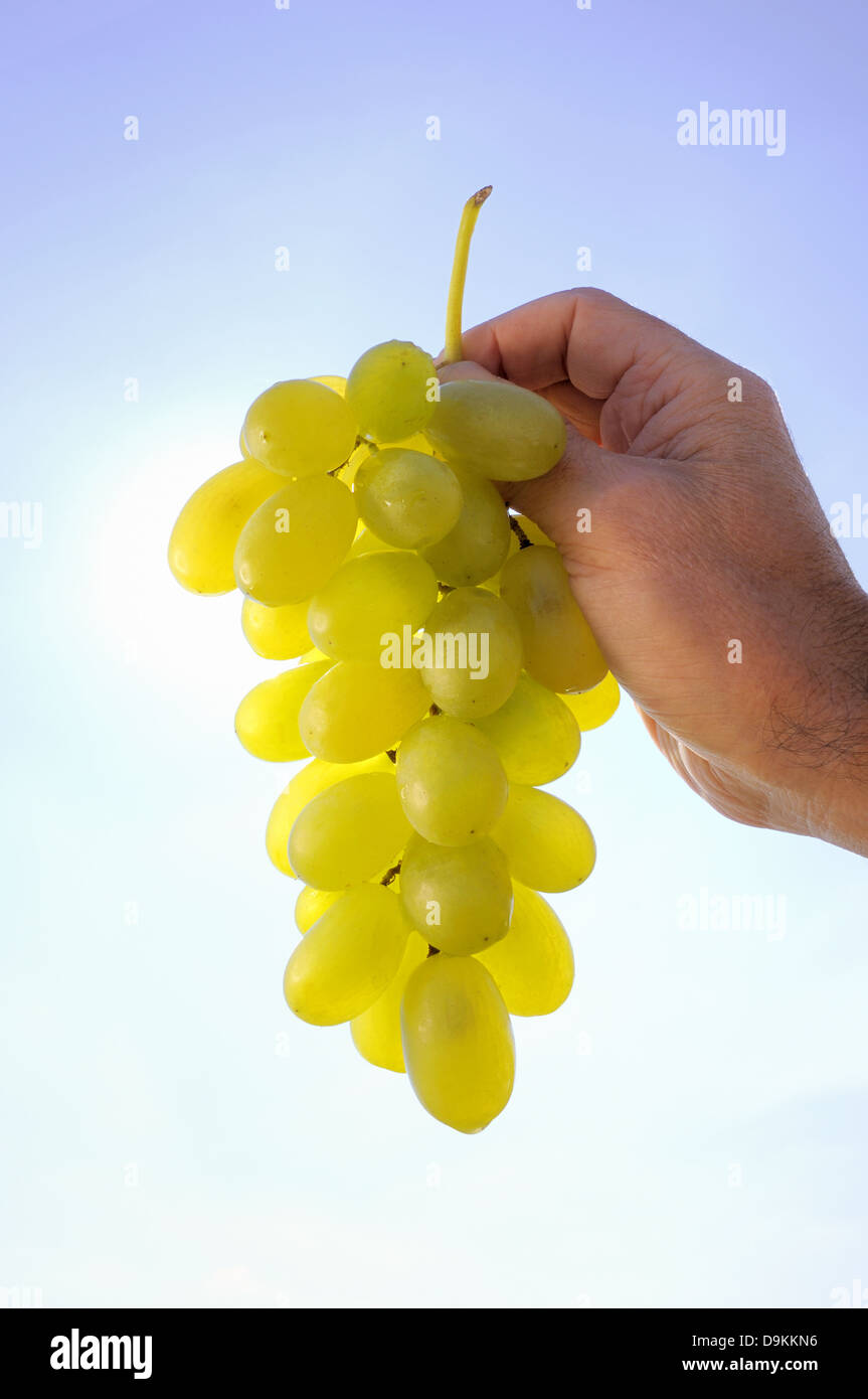One bunch of grapes Stock Photo - Alamy