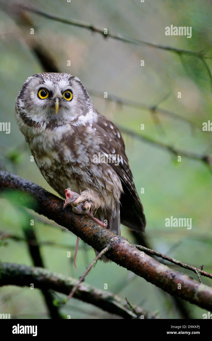 Aegolius funereus, Boreal Owl, Raufußkauz, Tengmalm's Owl Stock Photo ...