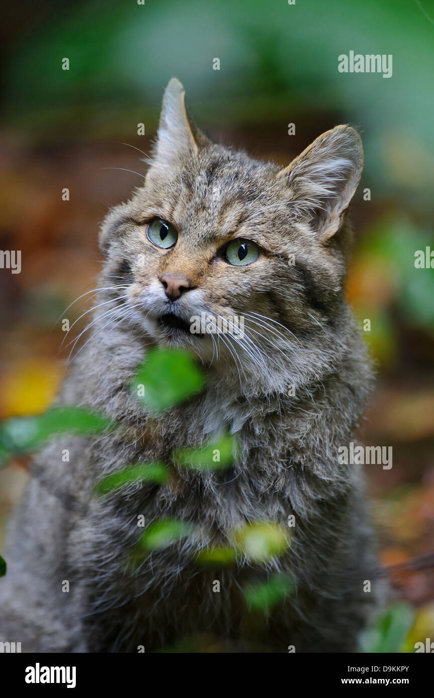 Wildkatze, wildcat, Felis silvestris Stock Photo - Alamy