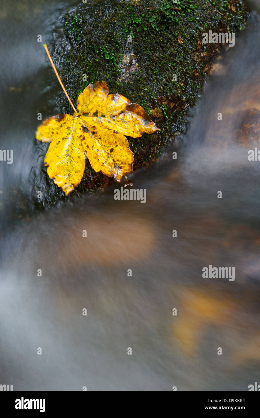 Autumn, water, leaf, color, symbolic, flowing water Stock Photo - Alamy