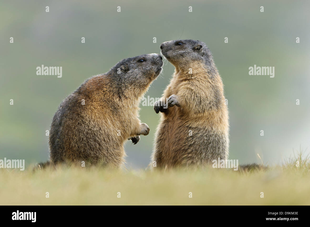 Murmeltier, Alpine Marmot, Marmota marmota Stock Photo - Alamy