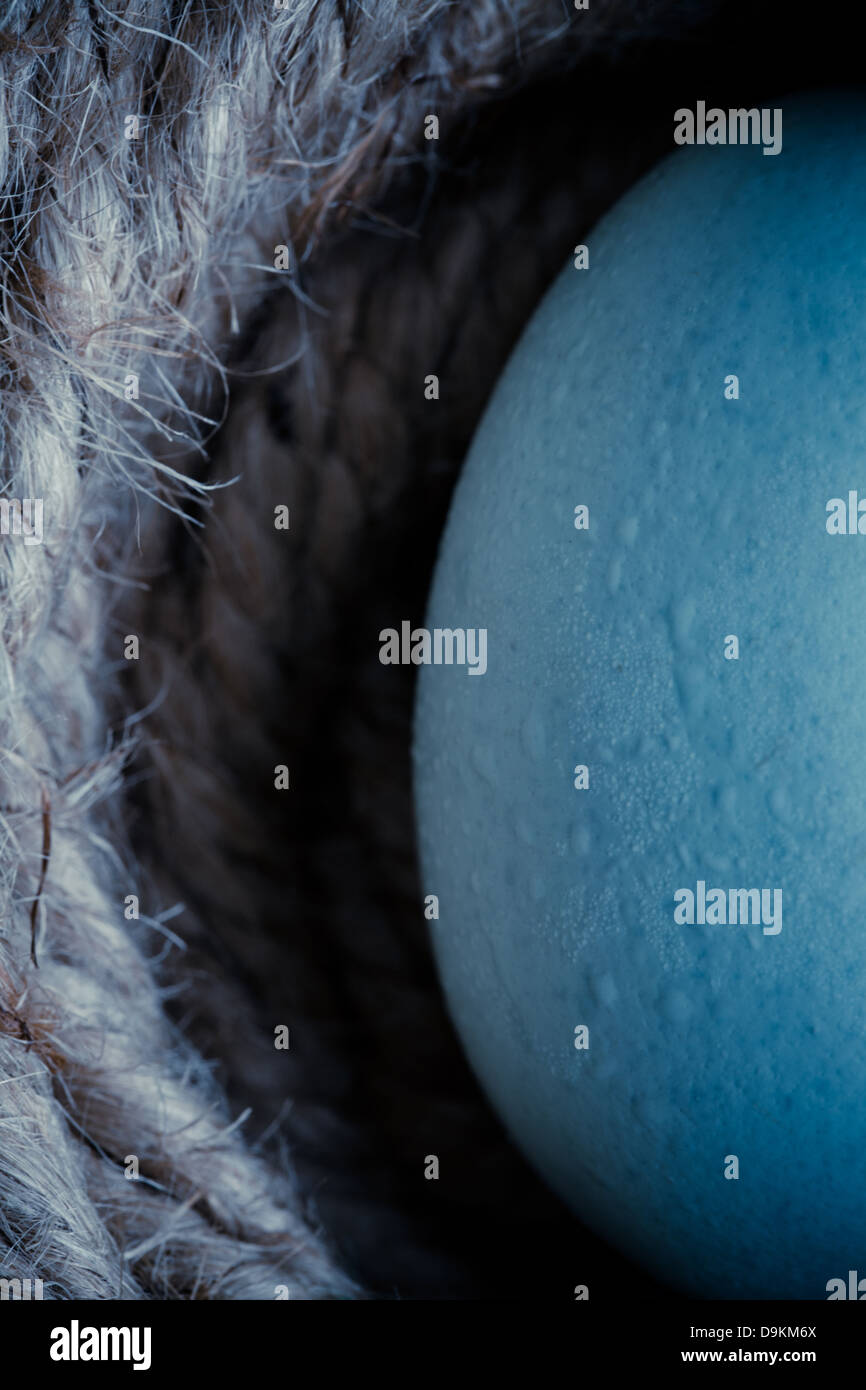 Close up of a blue egg nesting in old twine Stock Photo - Alamy