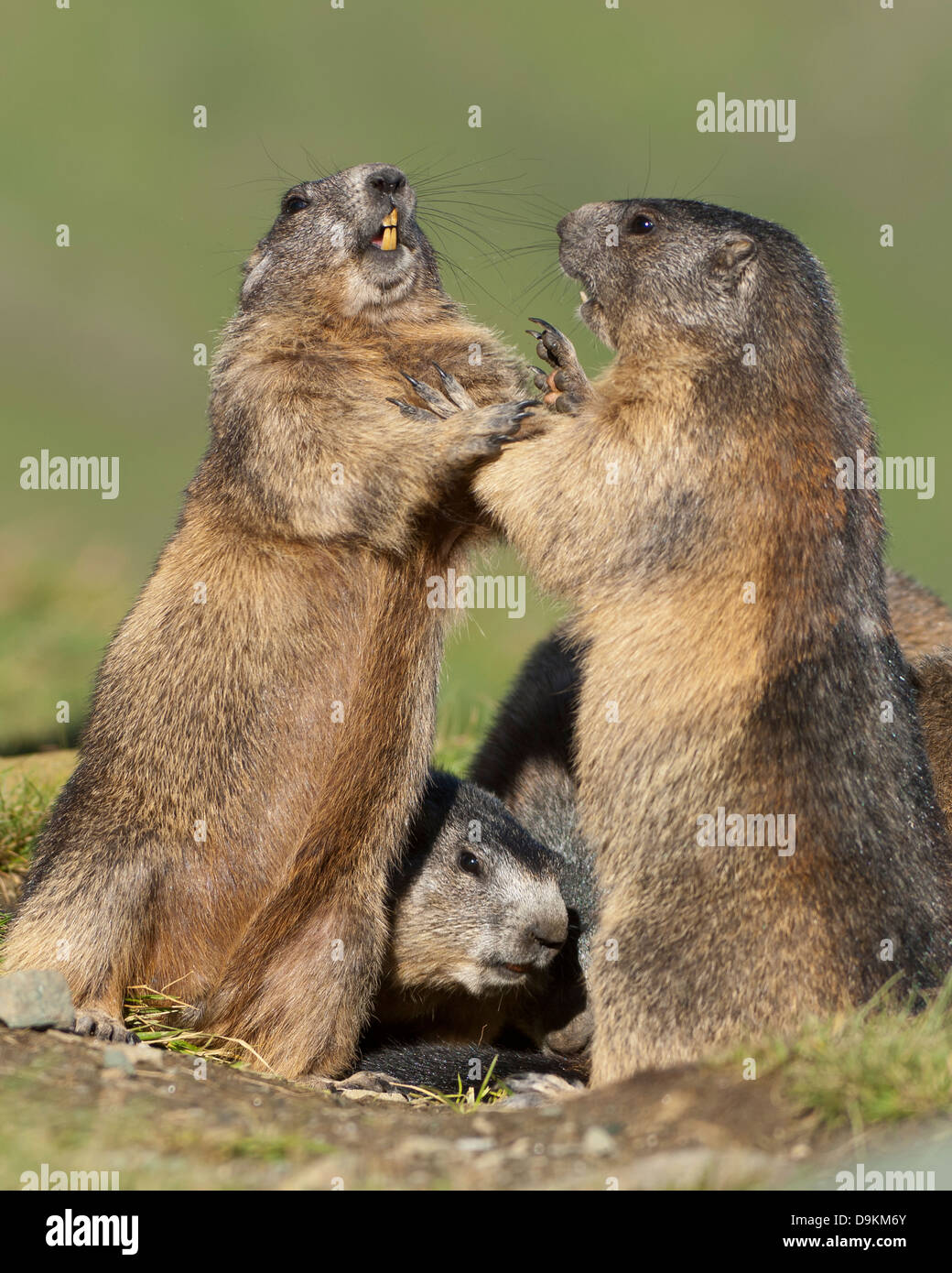 Murmeltier, Alpine Marmot, Marmota marmota Stock Photo - Alamy