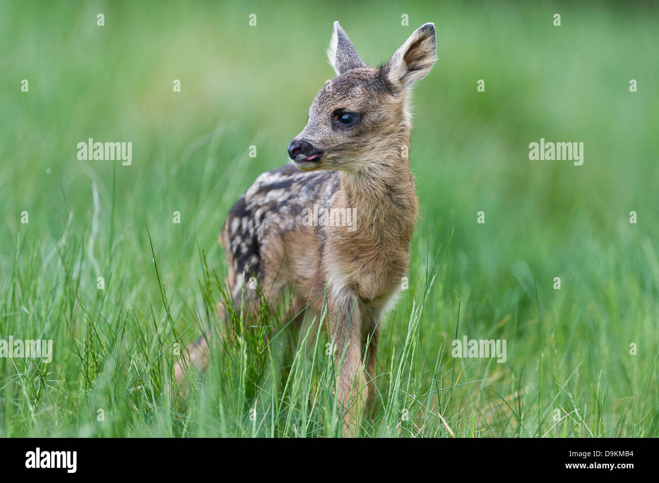 Capreolus capreolus Jungtier Kitz Reh Rehwild Roe Deer Stock Photo - Alamy