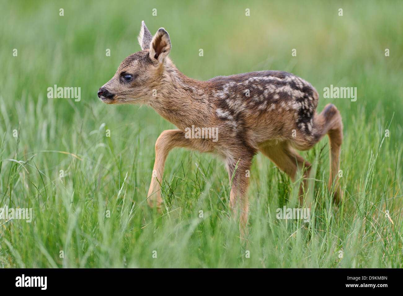 Capreolus capreolus Jungtier Kitz Reh Rehwild Roe Deer Stock Photo - Alamy