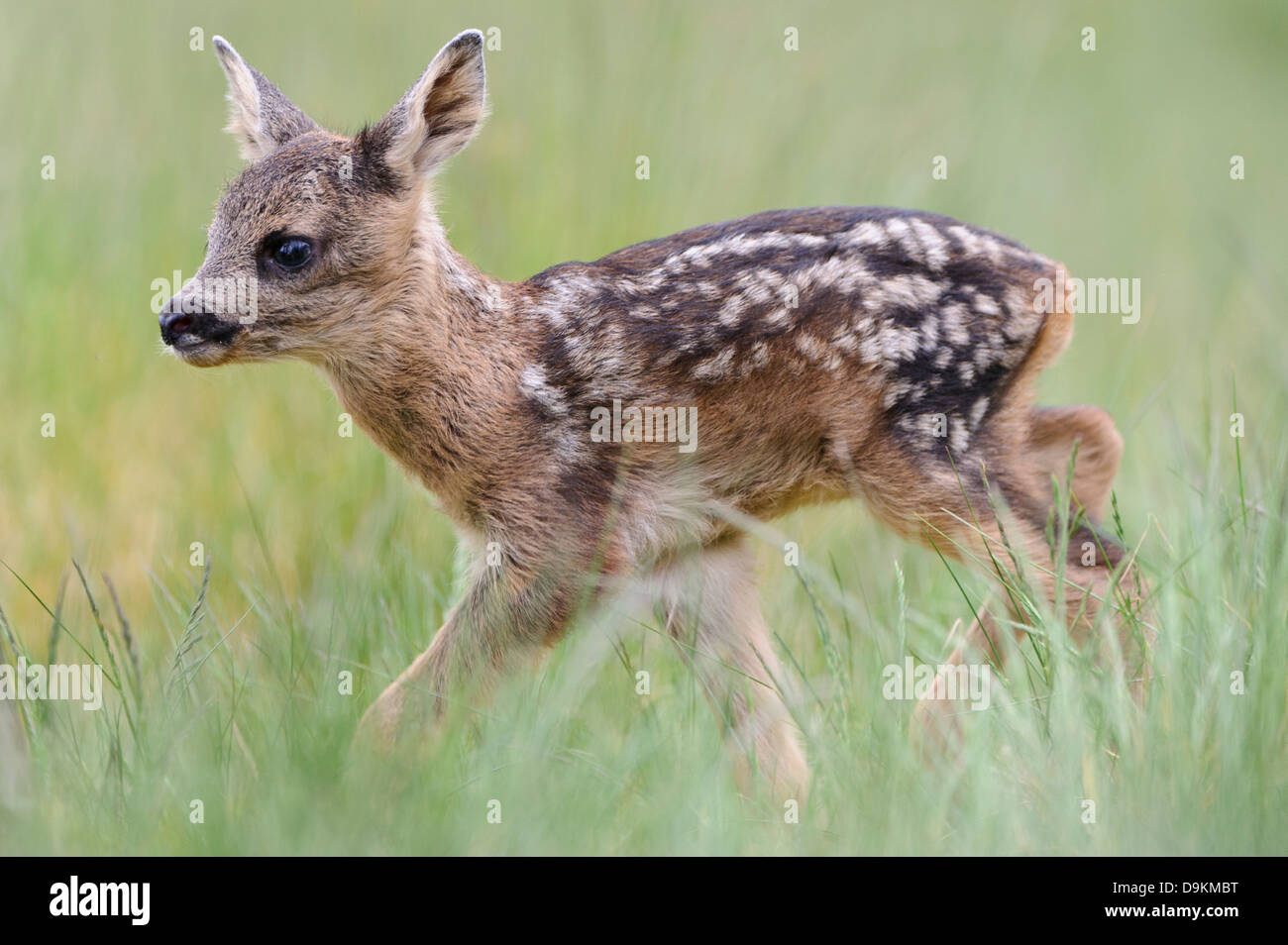 Capreolus capreolus Jungtier Kitz Reh Rehwild Roe Deer Stock Photo - Alamy
