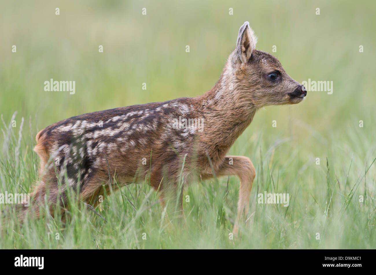 Capreolus capreolus Jungtier Kitz Reh Rehwild Roe Deer Stock Photo - Alamy