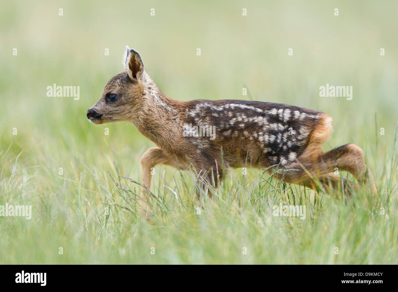 Capreolus capreolus Jungtier Kitz Reh Rehwild Roe Deer Stock Photo - Alamy