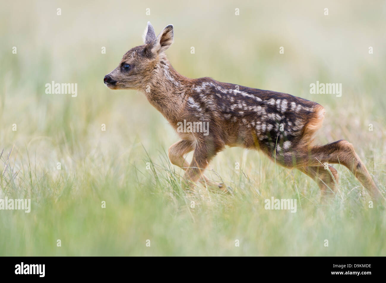 Capreolus capreolus Jungtier Kitz Reh Rehwild Roe Deer Stock Photo - Alamy