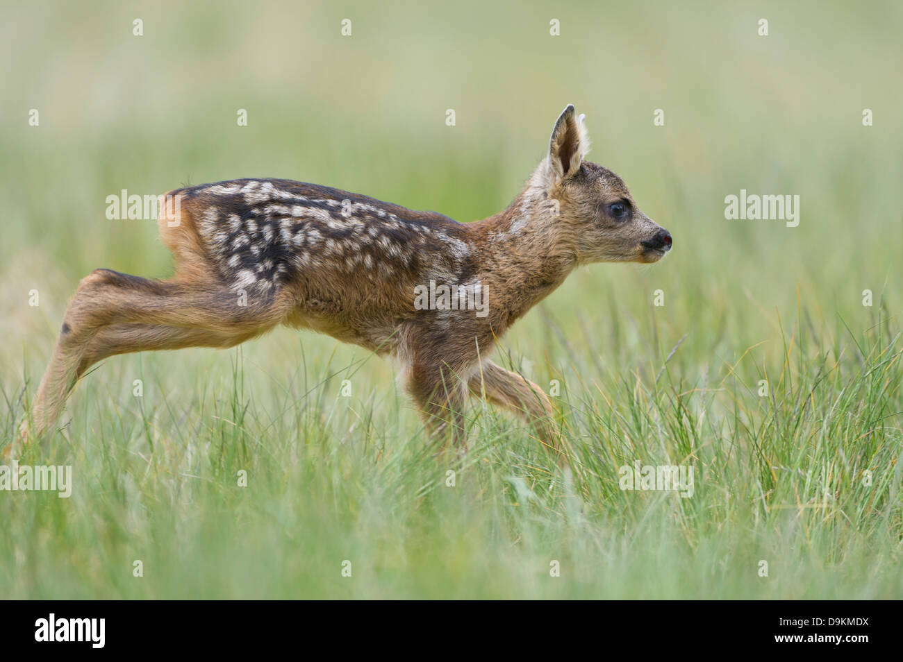 Capreolus capreolus Jungtier Kitz Reh Rehwild Roe Deer Stock Photo - Alamy