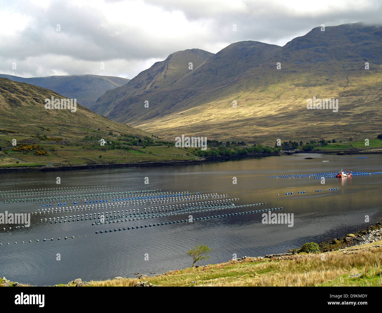 Killary mussels hi-res stock photography and images - Alamy