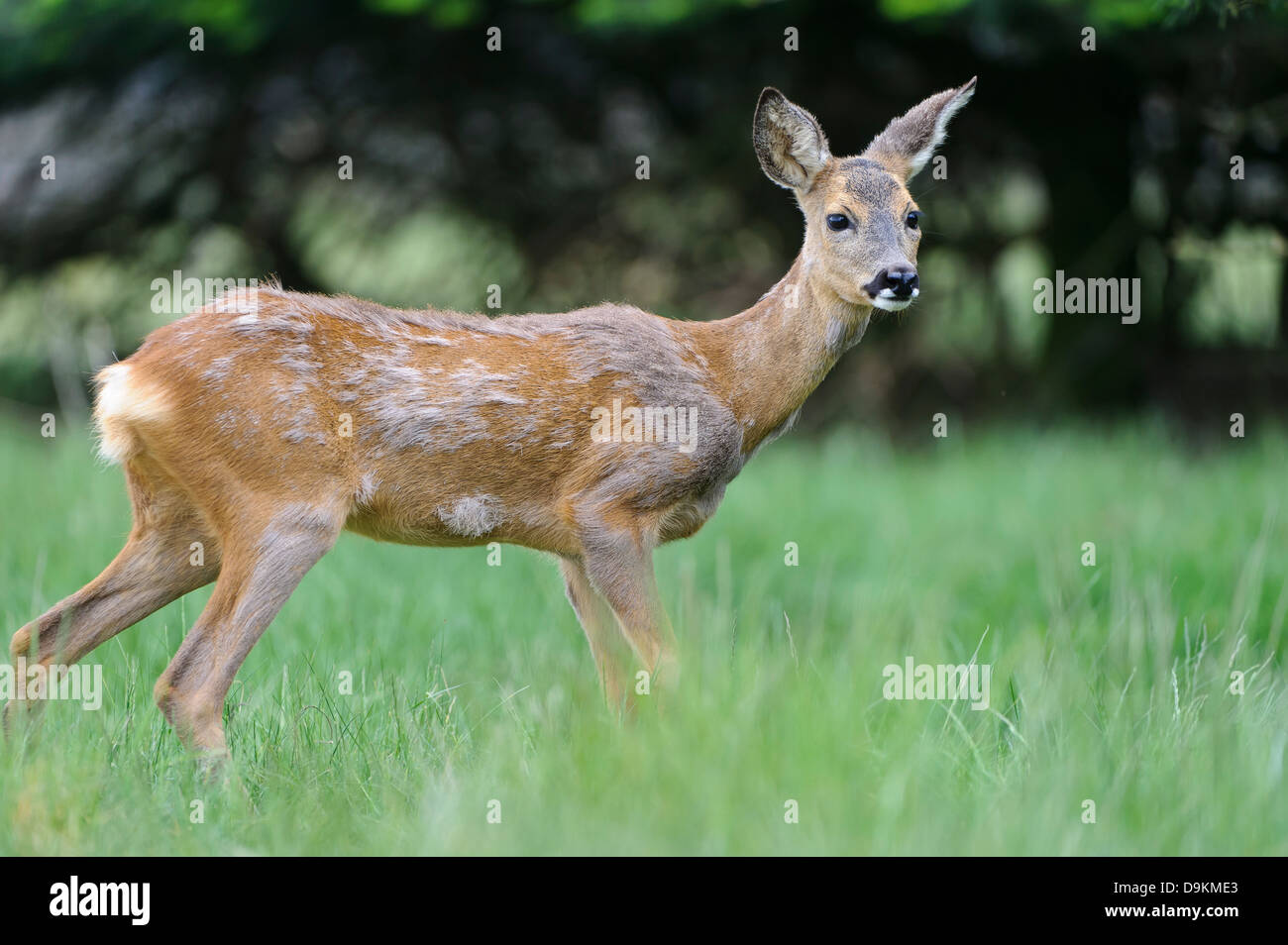 Capreolus capreolus Jungtier Kitz Reh Rehwild Roe Deer Stock Photo - Alamy