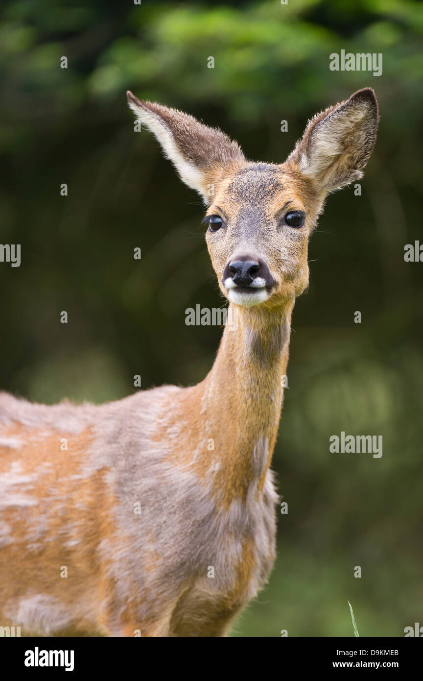 Capreolus capreolus Jungtier Kitz Reh Rehwild Roe Deer Stock Photo - Alamy